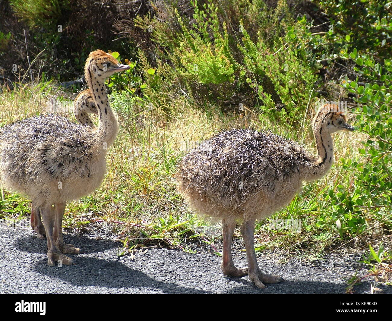 Wild Ostrich chicks at the Cape of Good Hope, Cape Peninsula, South ...