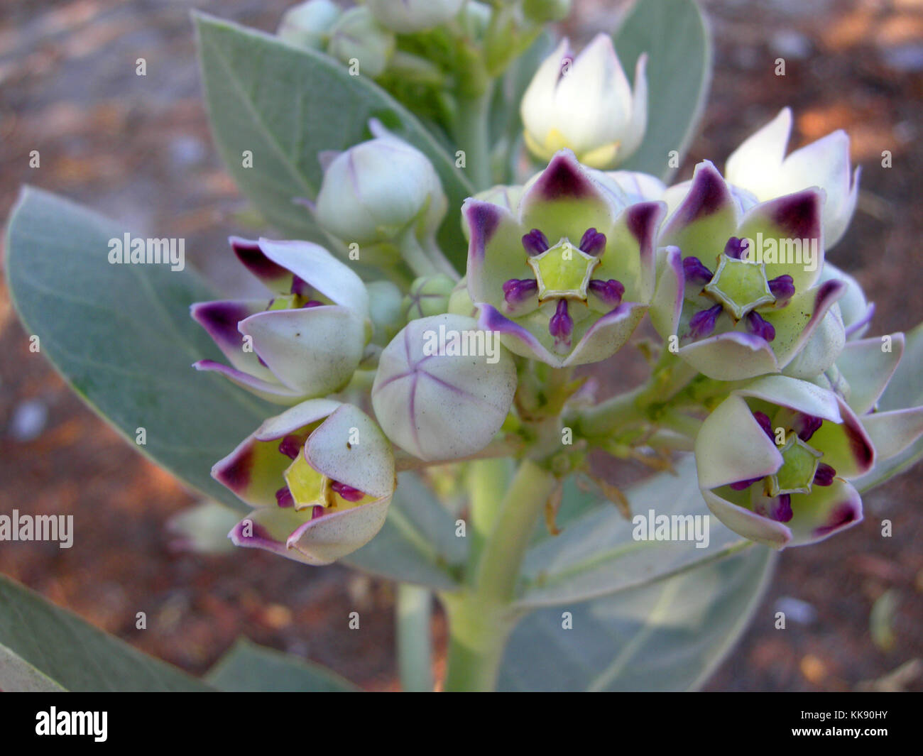 Uae desert flowers hi-res stock photography and images - Alamy