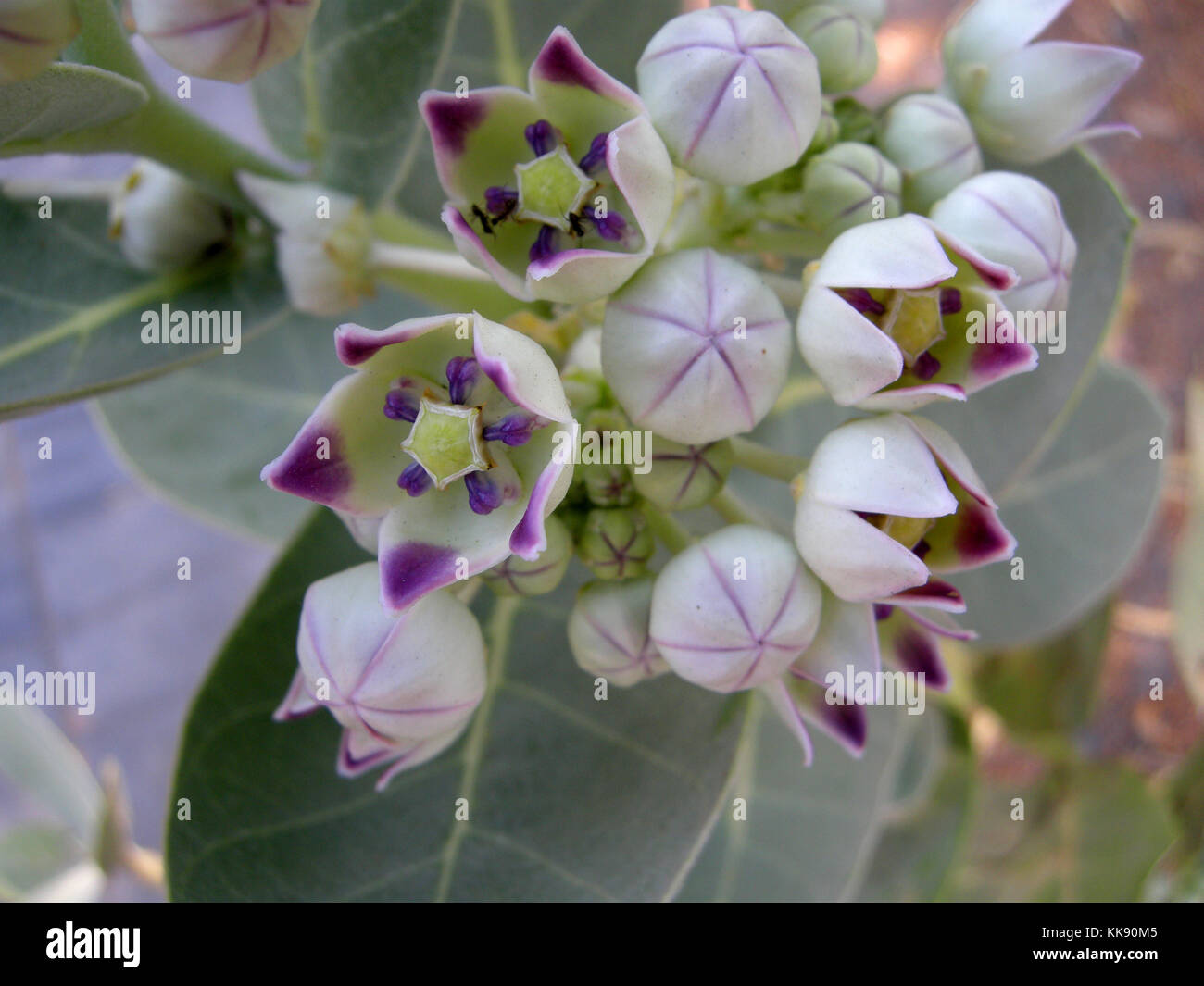 Uae desert flowers hi-res stock photography and images - Alamy
