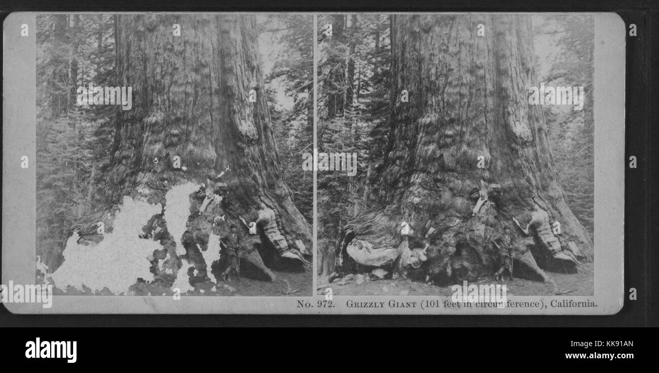 Grizzly giant tree hi-res stock photography and images - Alamy