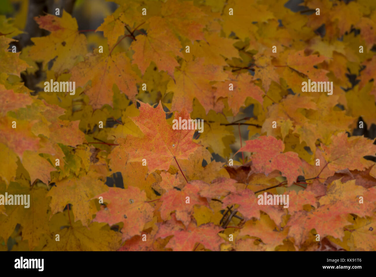 Leaves Turn Orange and Gold in Autumn Stock Photo - Alamy