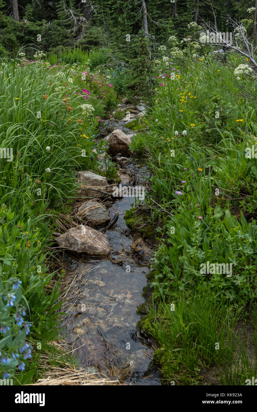 Lush Green Plants Flank Small Stream in summer wilderness Stock Photo ...