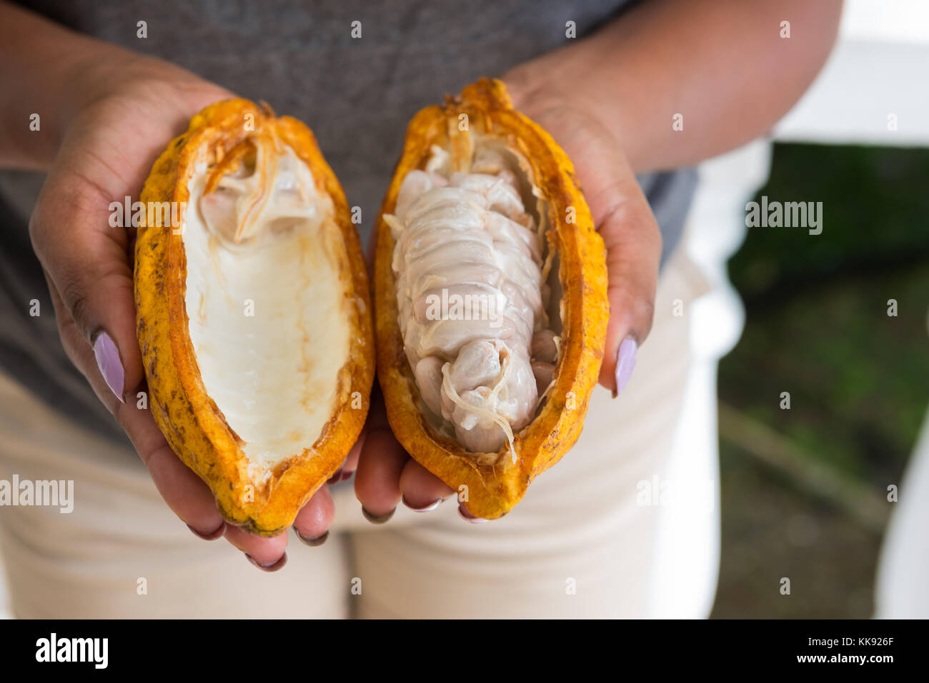 Female hands holding an open cocoa pod showing beans inside Stock Photo ...