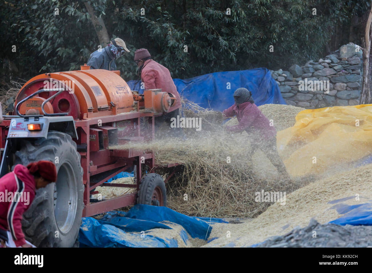 Threshing WHEAT in KARSHA VILLAGE along the STOD RIVER VALLEY - ZANSKAR ...