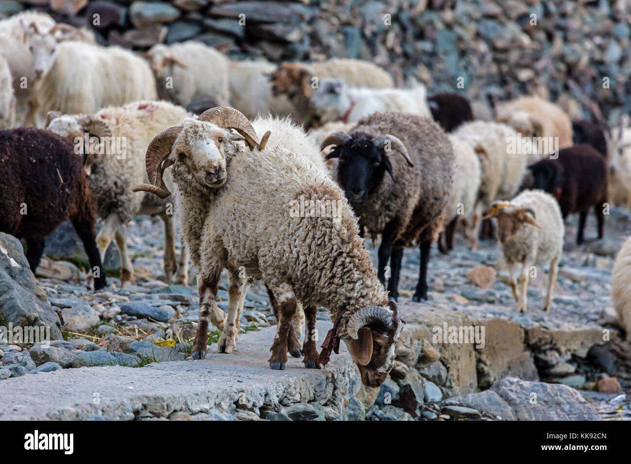 Village sheep india hi-res stock photography and images - Alamy