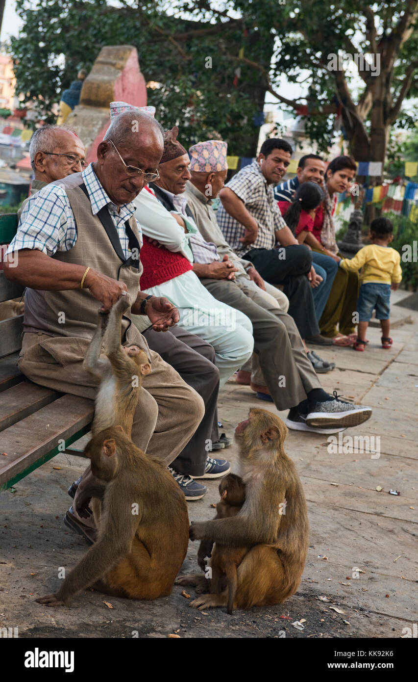 Hanging out with the monkeys, Swayambhunath, Kathmandu, Nepal Stock ...