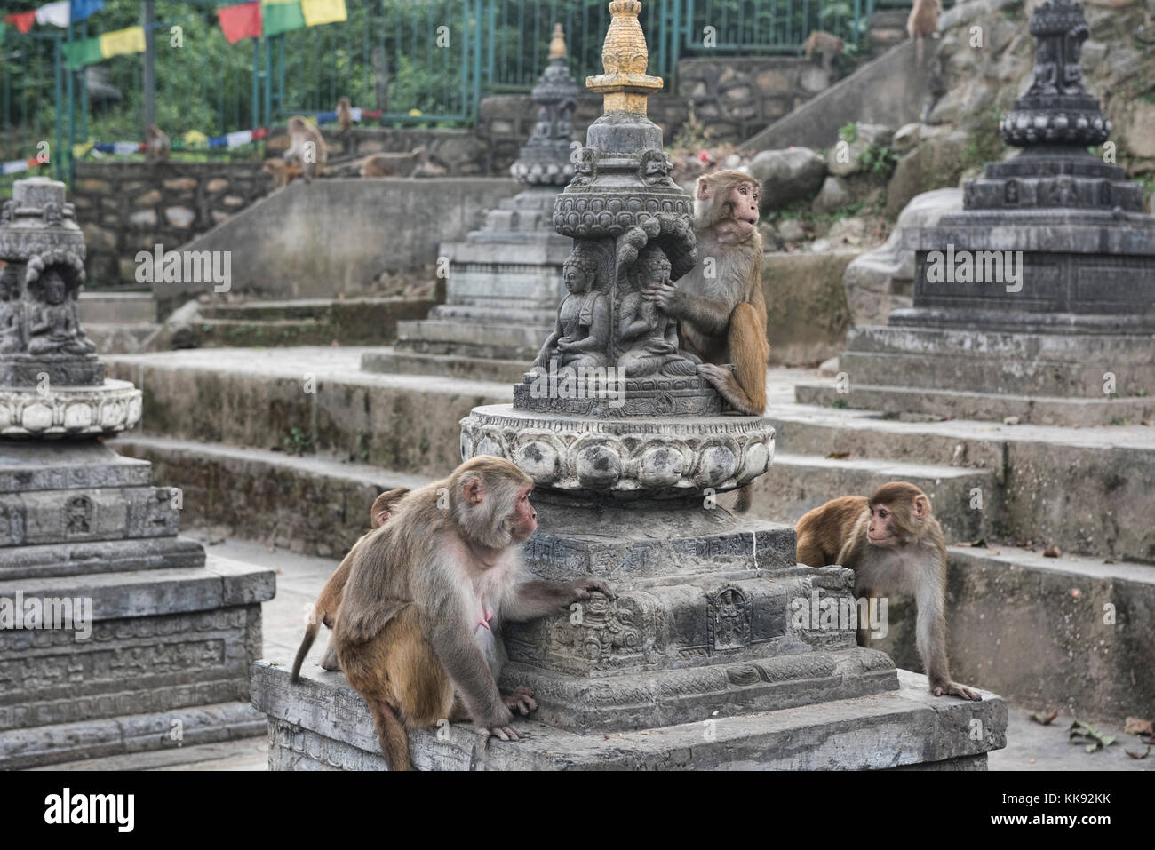 The aptly named "Monkey Temple", Swayambhunath, Kathmandu, Nepal Stock ...