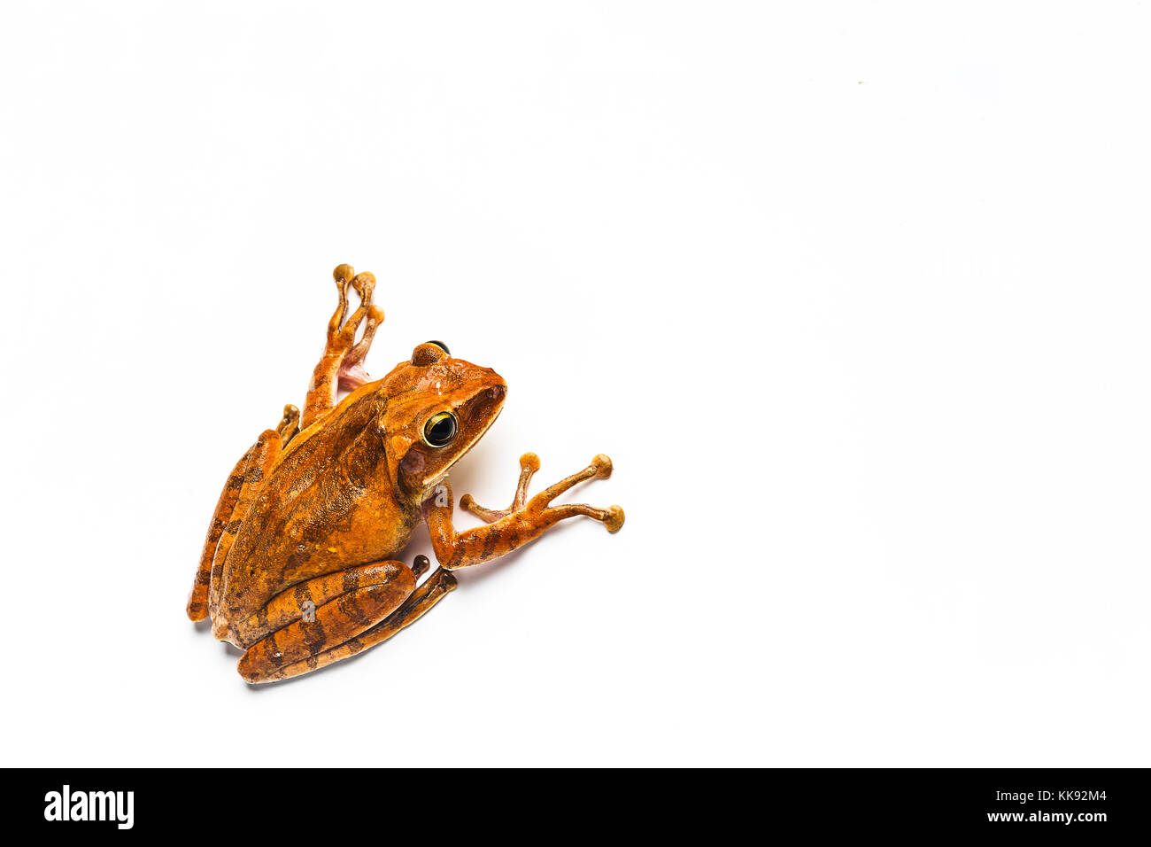 frog isolated on white background Stock Photo - Alamy