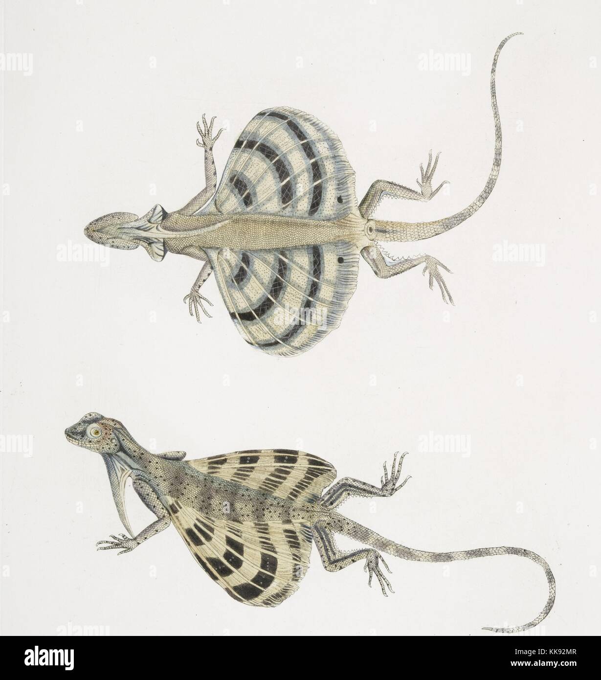 Draco illustration hi-res stock photography and images - Alamy