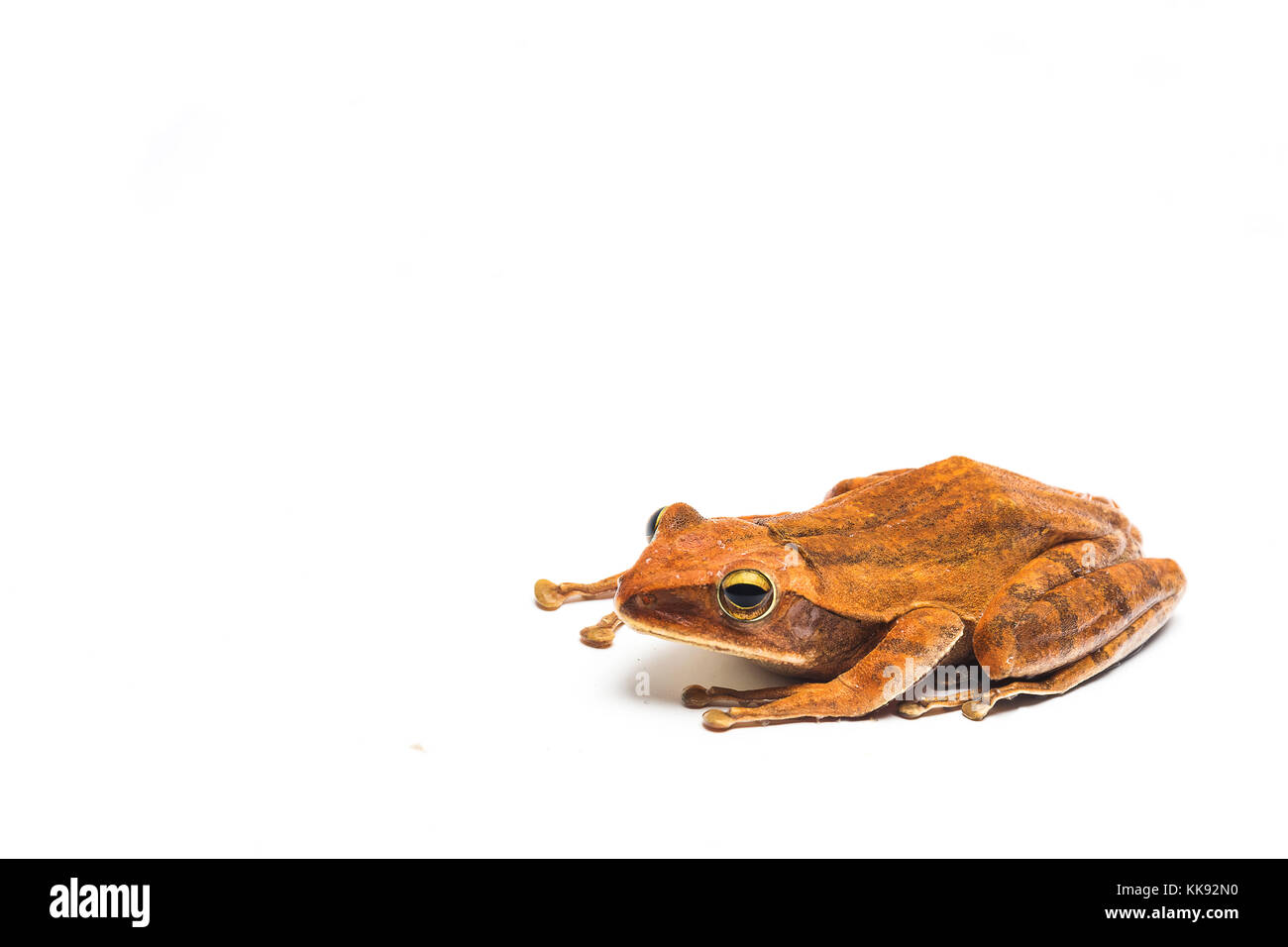 frog isolated on white background Stock Photo - Alamy