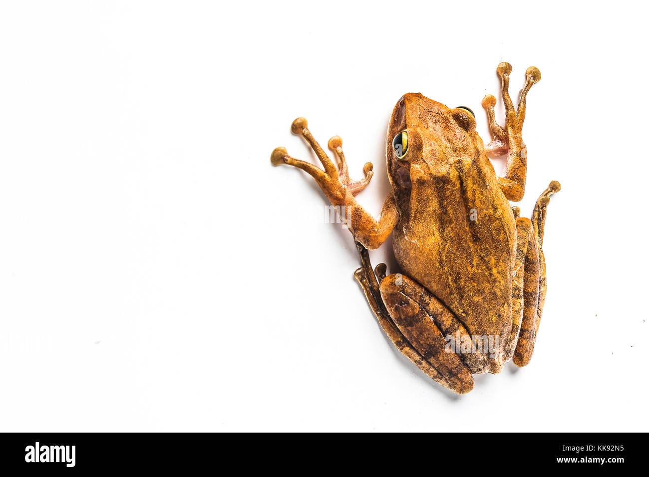 frog isolated on white background Stock Photo - Alamy