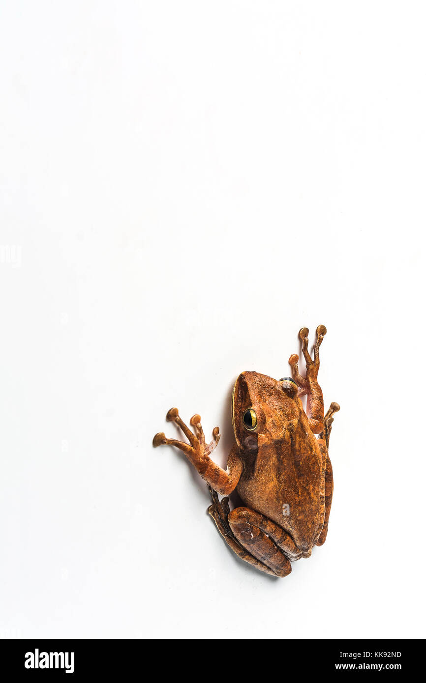 frog isolated on white background Stock Photo - Alamy