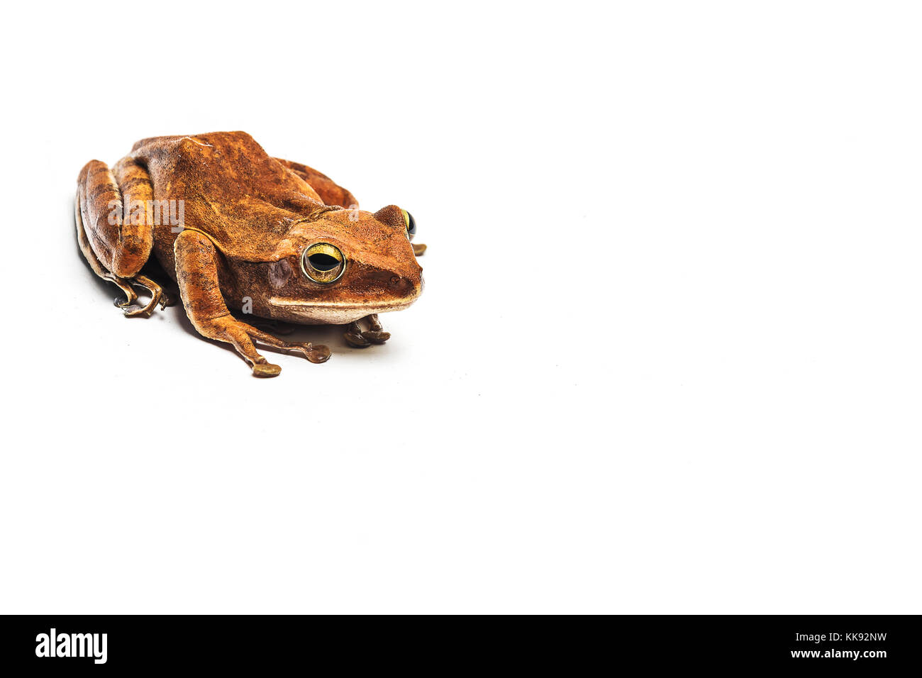 frog isolated on white background Stock Photo - Alamy