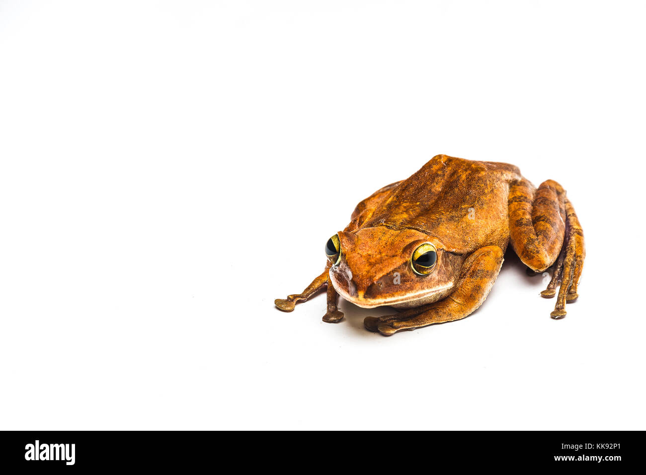 frog isolated on white background Stock Photo - Alamy