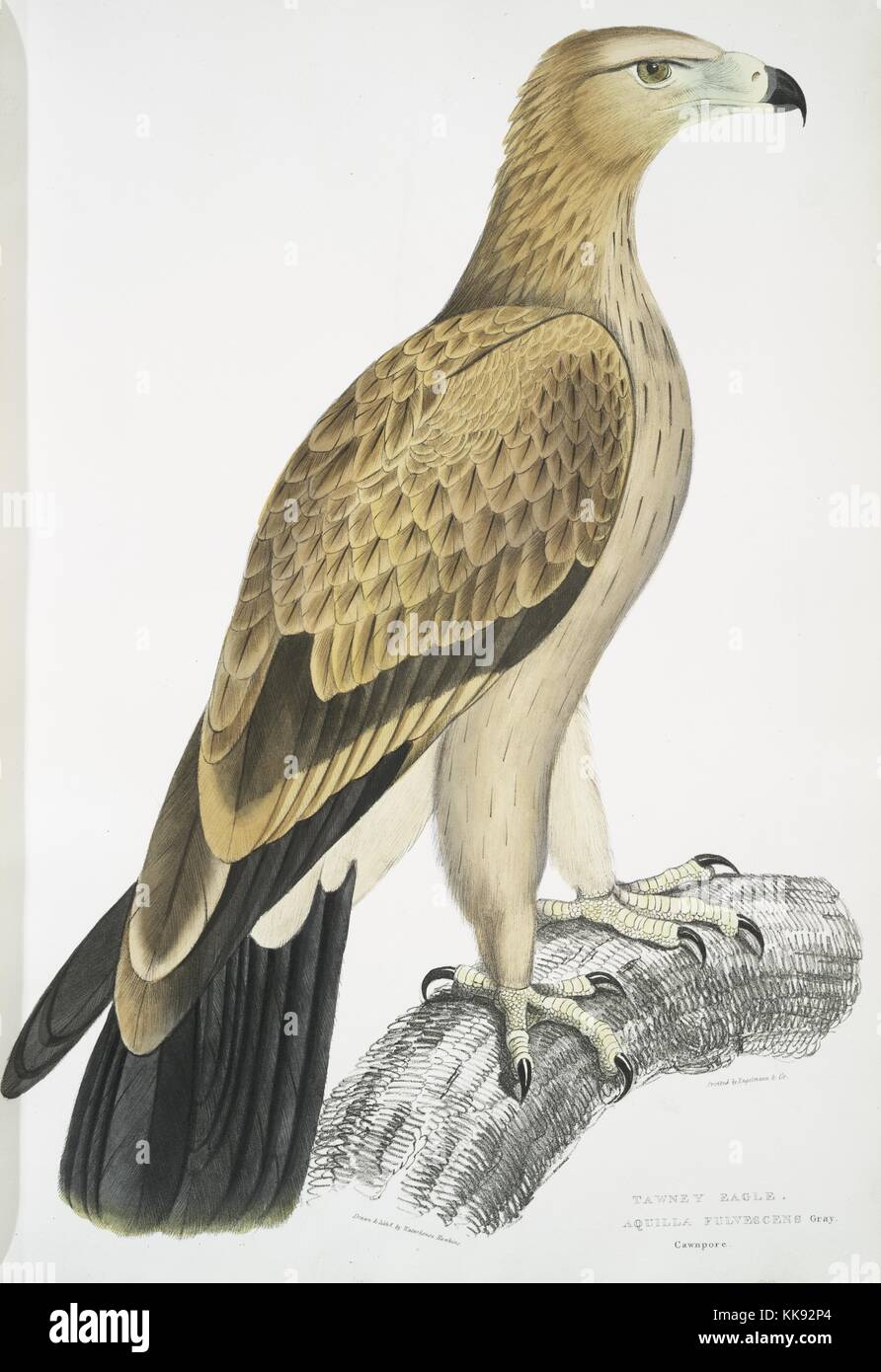 How To Draw An Eagle Standing