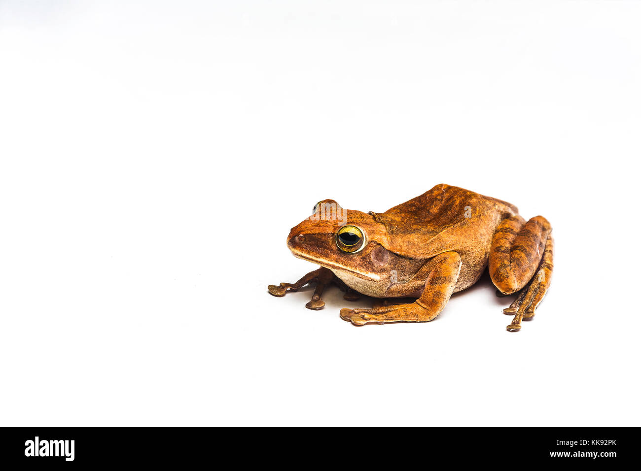 frog isolated on white background Stock Photo - Alamy