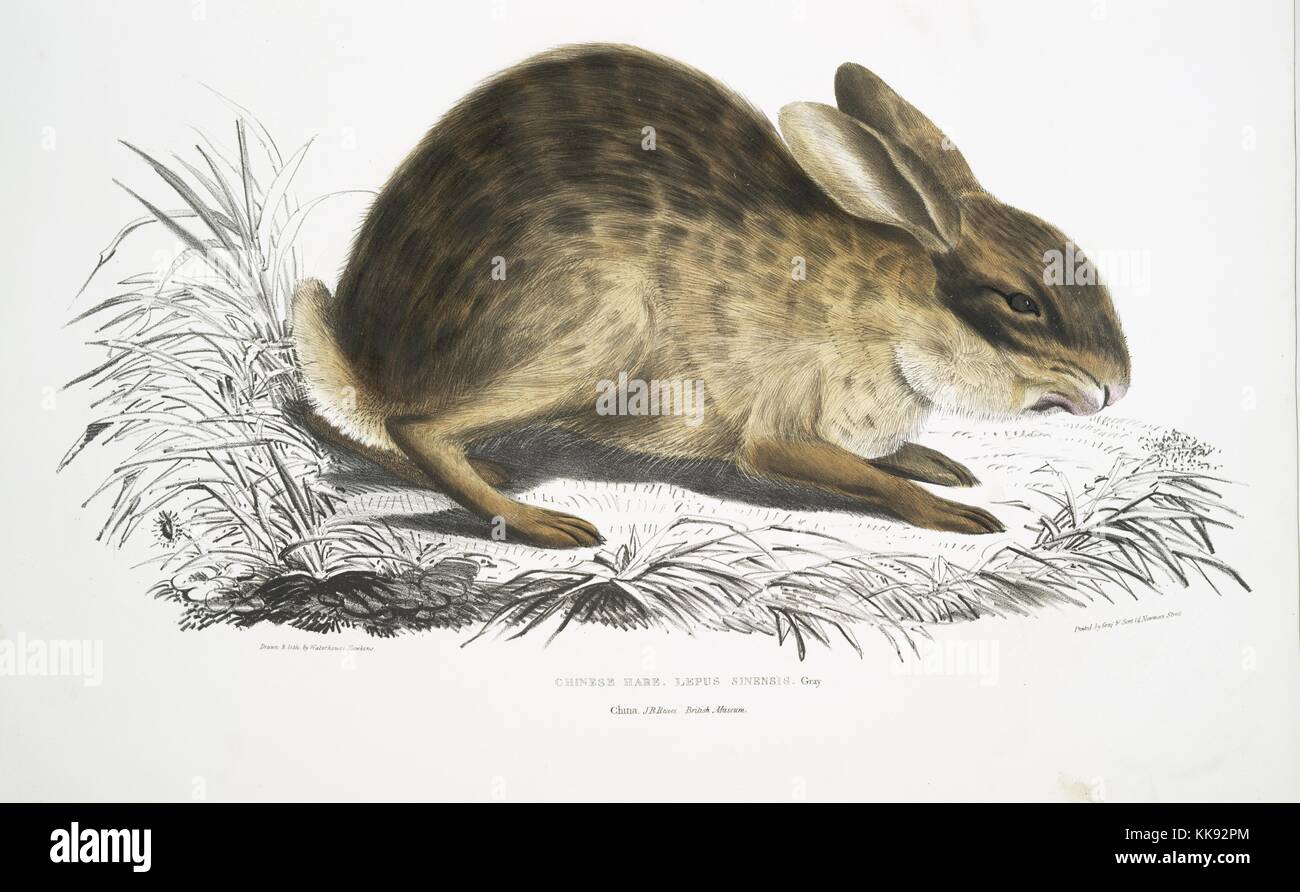 Hand colored print depicting a rabbit, grass around it, captioned ...