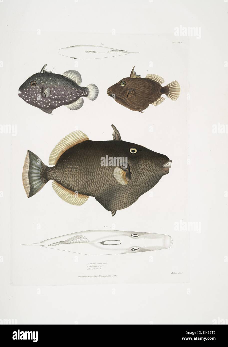 Hand colored print depicting three fish, at the top left an Eyed ...