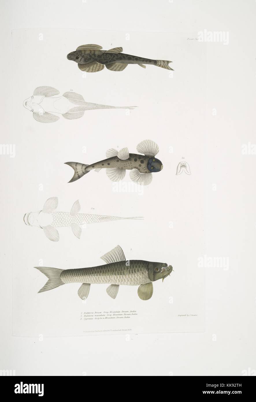 Hand colored print depicting three fish, at the top a Bruce's Balitora ...