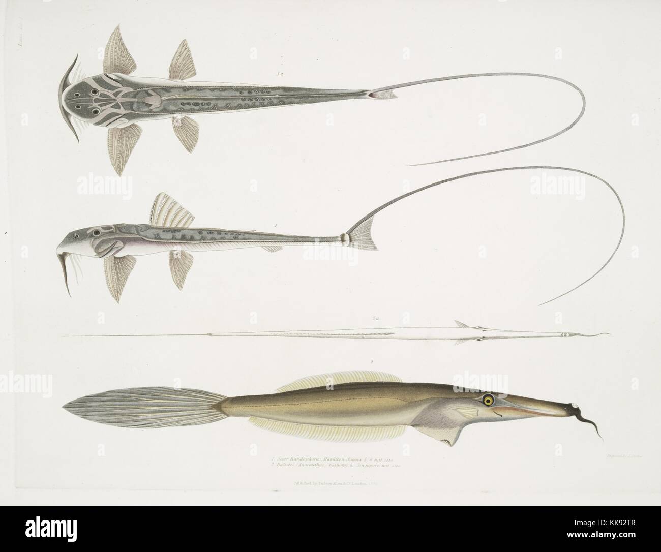 Whip sisor hi-res stock photography and images - Alamy