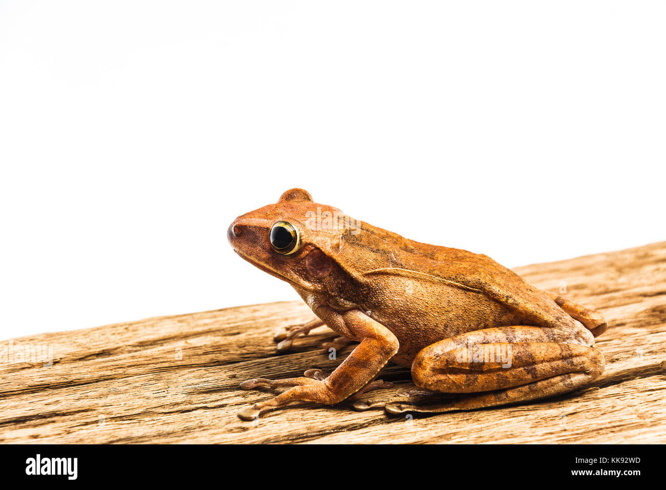 frog isolated on white background Stock Photo - Alamy