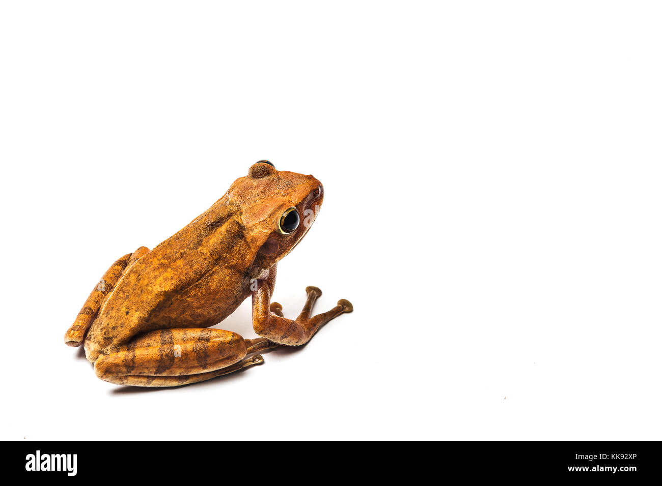 frog isolated on white background Stock Photo - Alamy