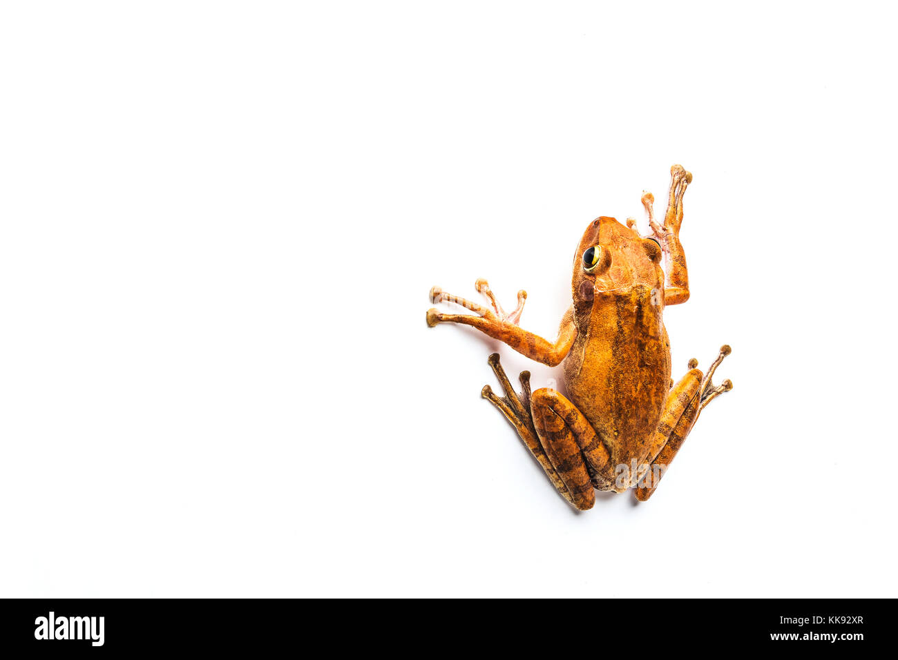 frog isolated on white background Stock Photo - Alamy