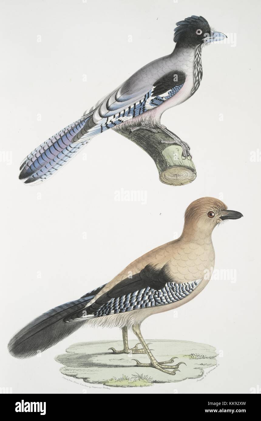 Hand colored print depicting two birds, at the top the Gular Jay ...