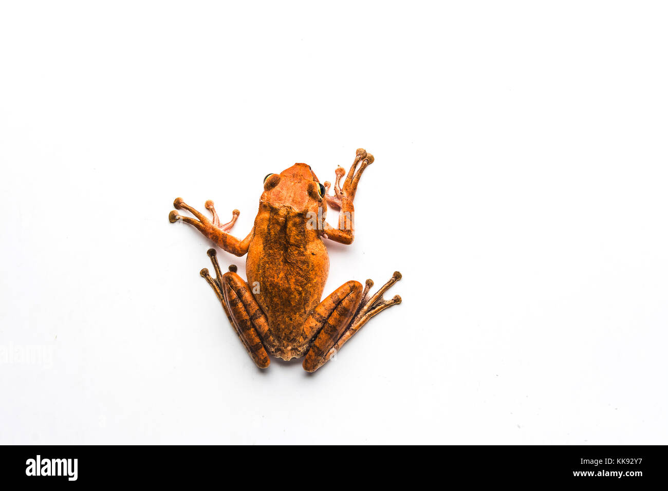 frog isolated on white background Stock Photo - Alamy