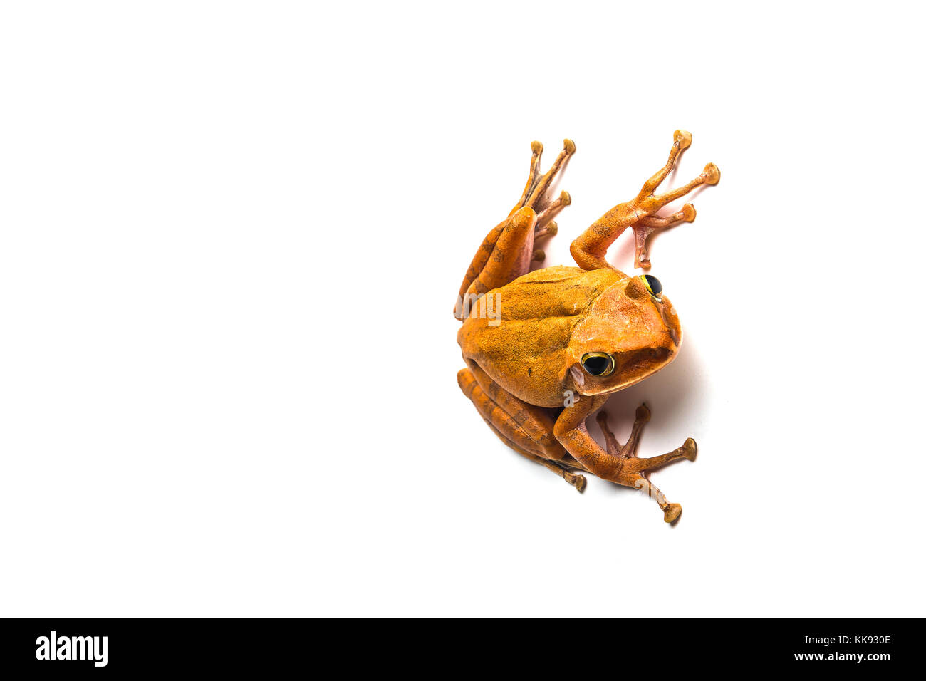 frog isolated on white background Stock Photo - Alamy