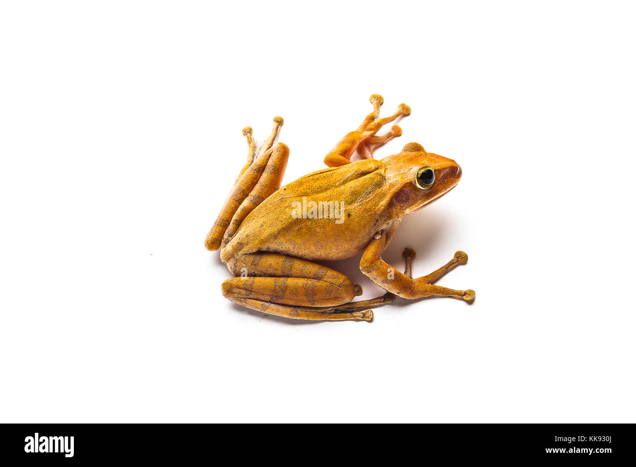 frog isolated on white background Stock Photo - Alamy