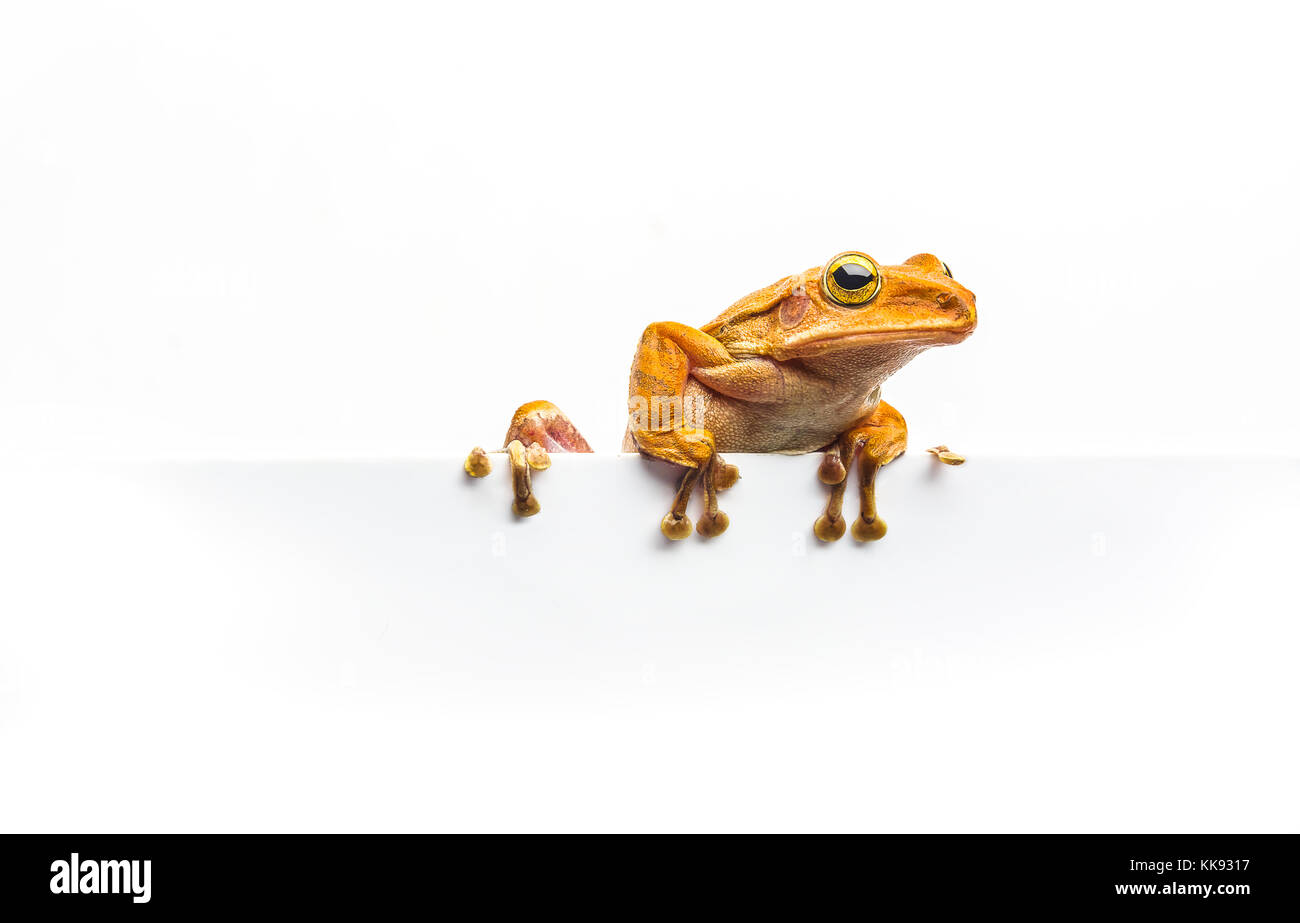 frog isolated on white background Stock Photo - Alamy