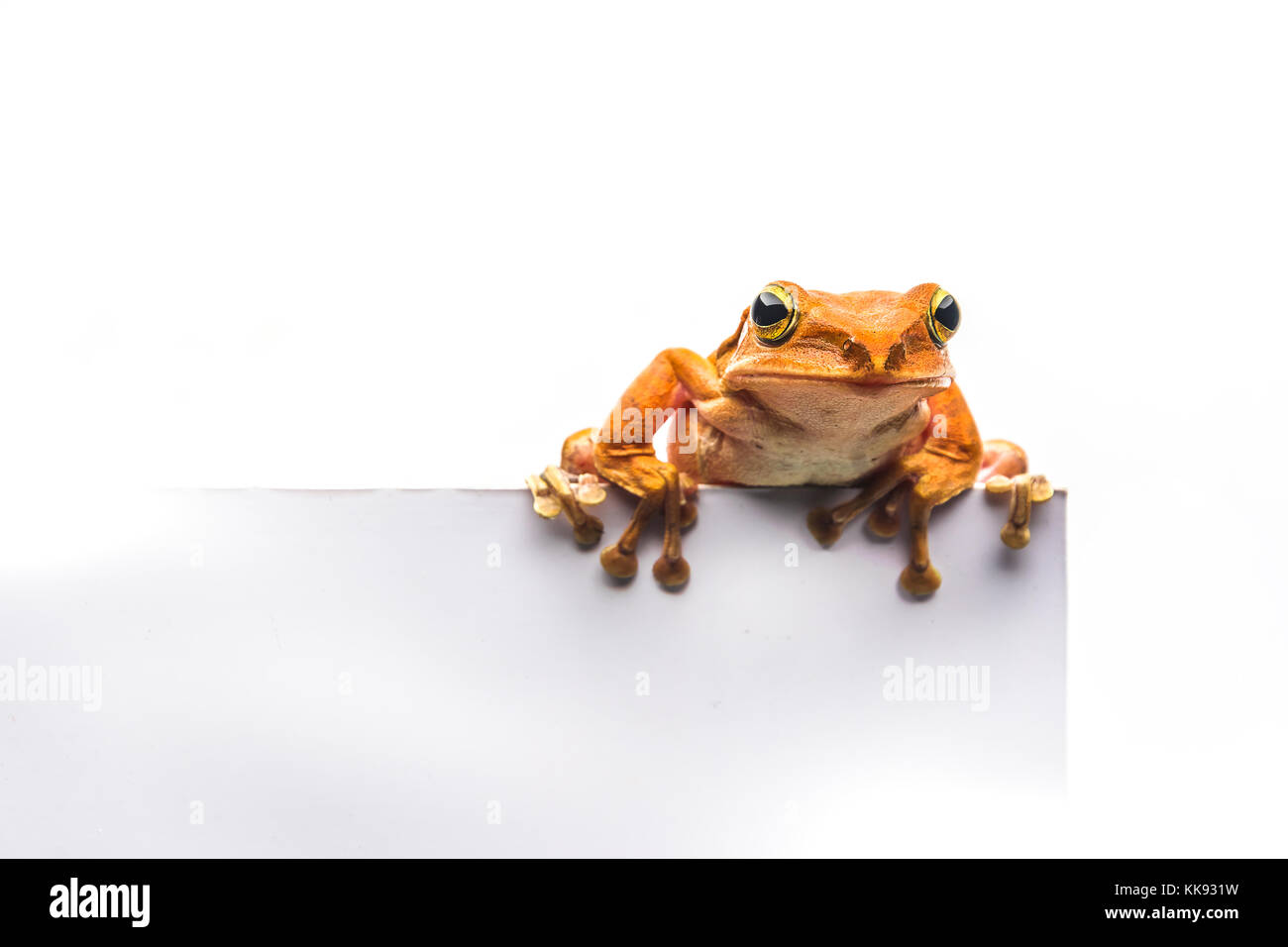 frog isolated on white background Stock Photo - Alamy