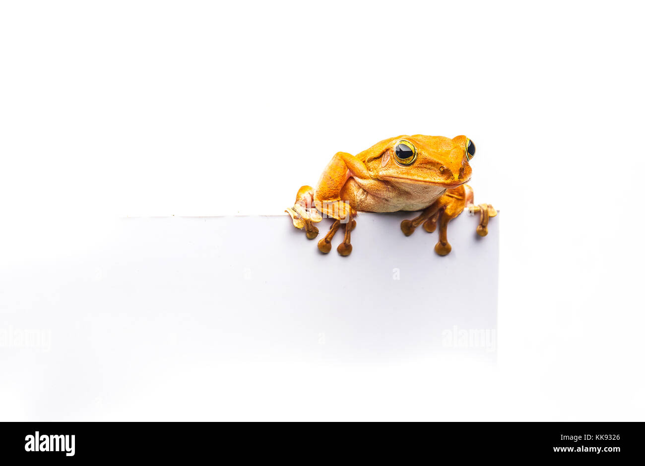 frog isolated on white background Stock Photo - Alamy