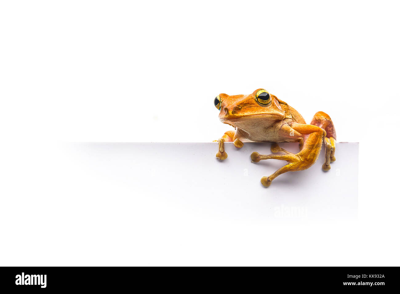 frog isolated on white background Stock Photo - Alamy