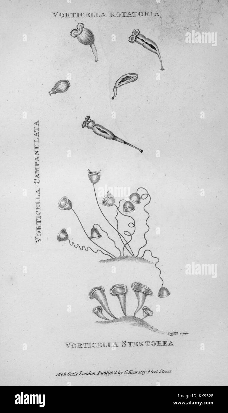 Vorticella rotatoria hi-res stock photography and images - Alamy