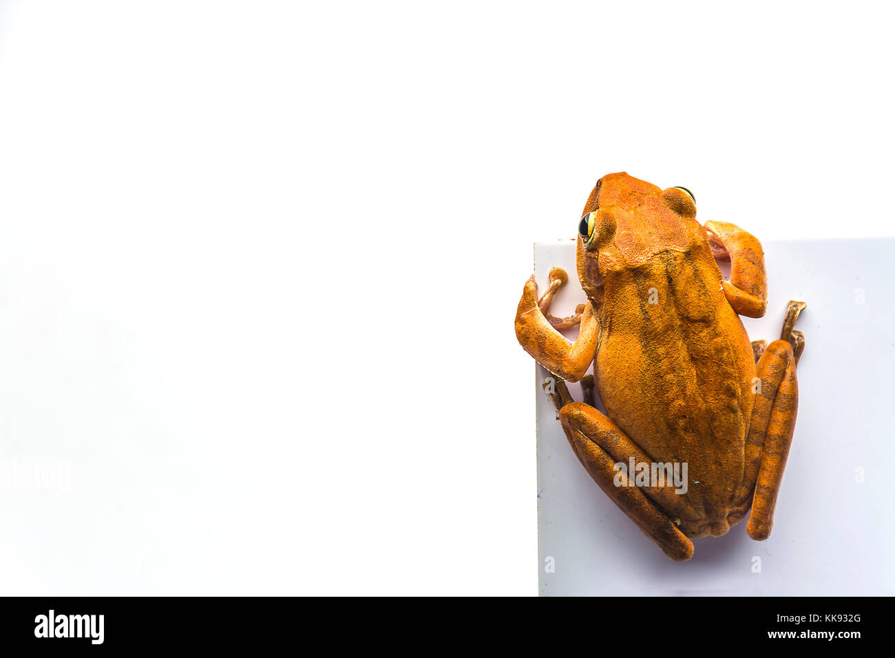 frog isolated on white background Stock Photo - Alamy