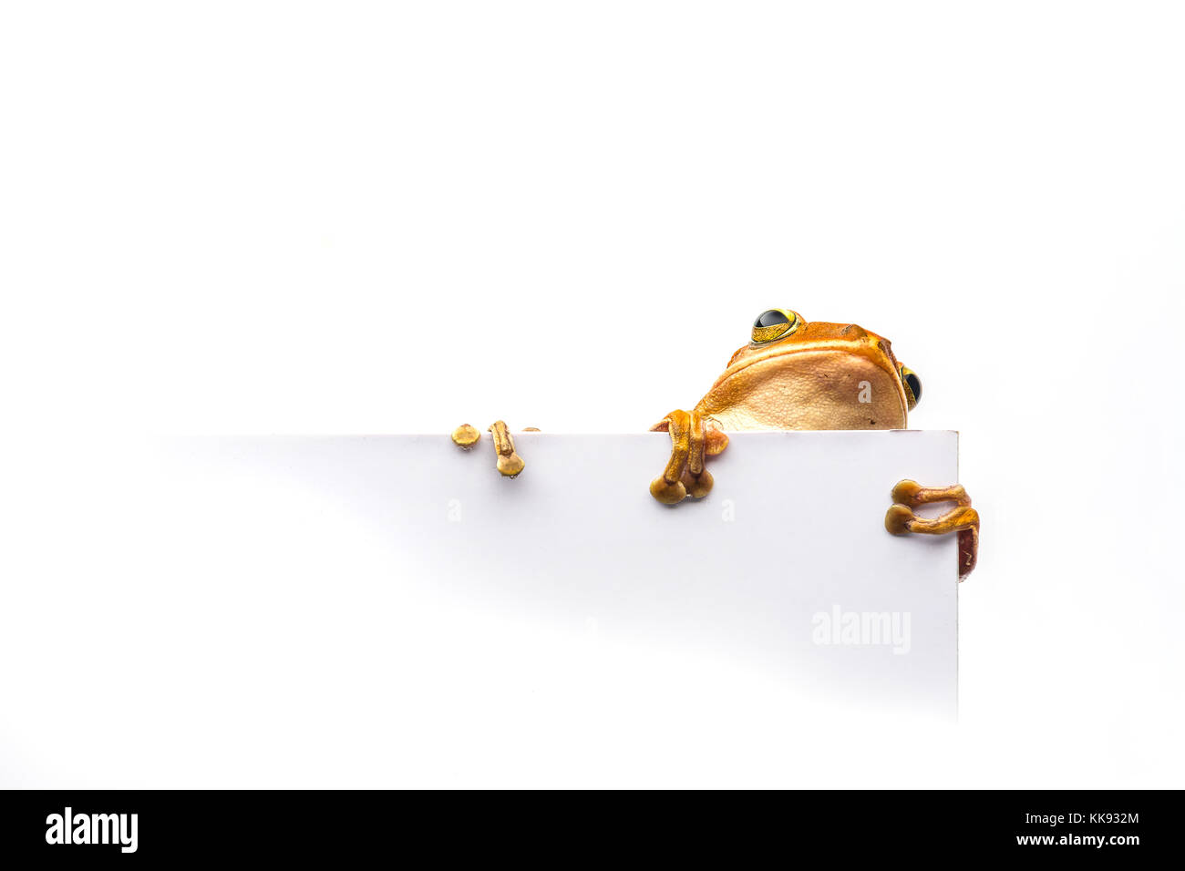 frog isolated on white background Stock Photo - Alamy