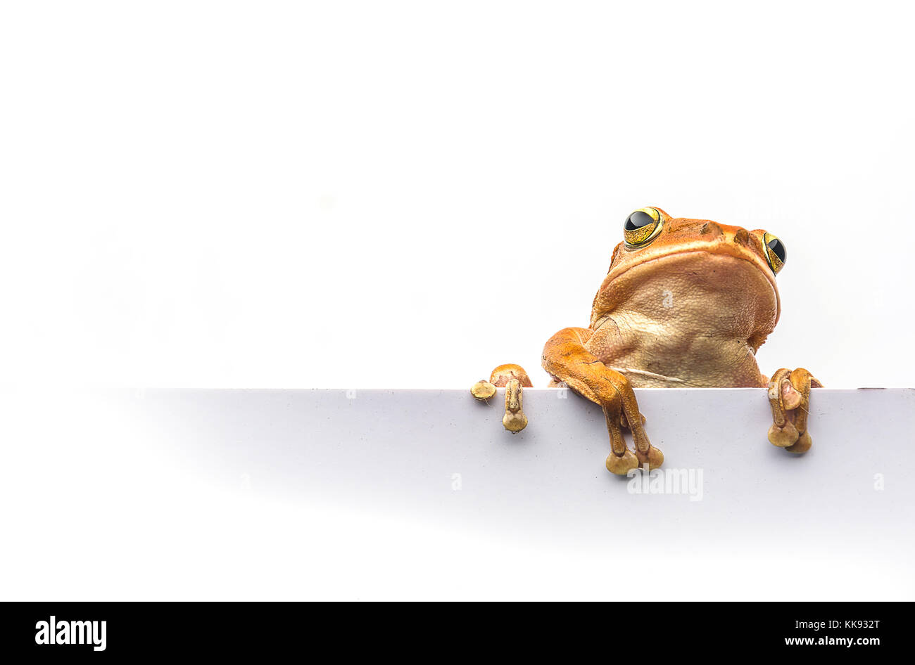 frog isolated on white background Stock Photo - Alamy
