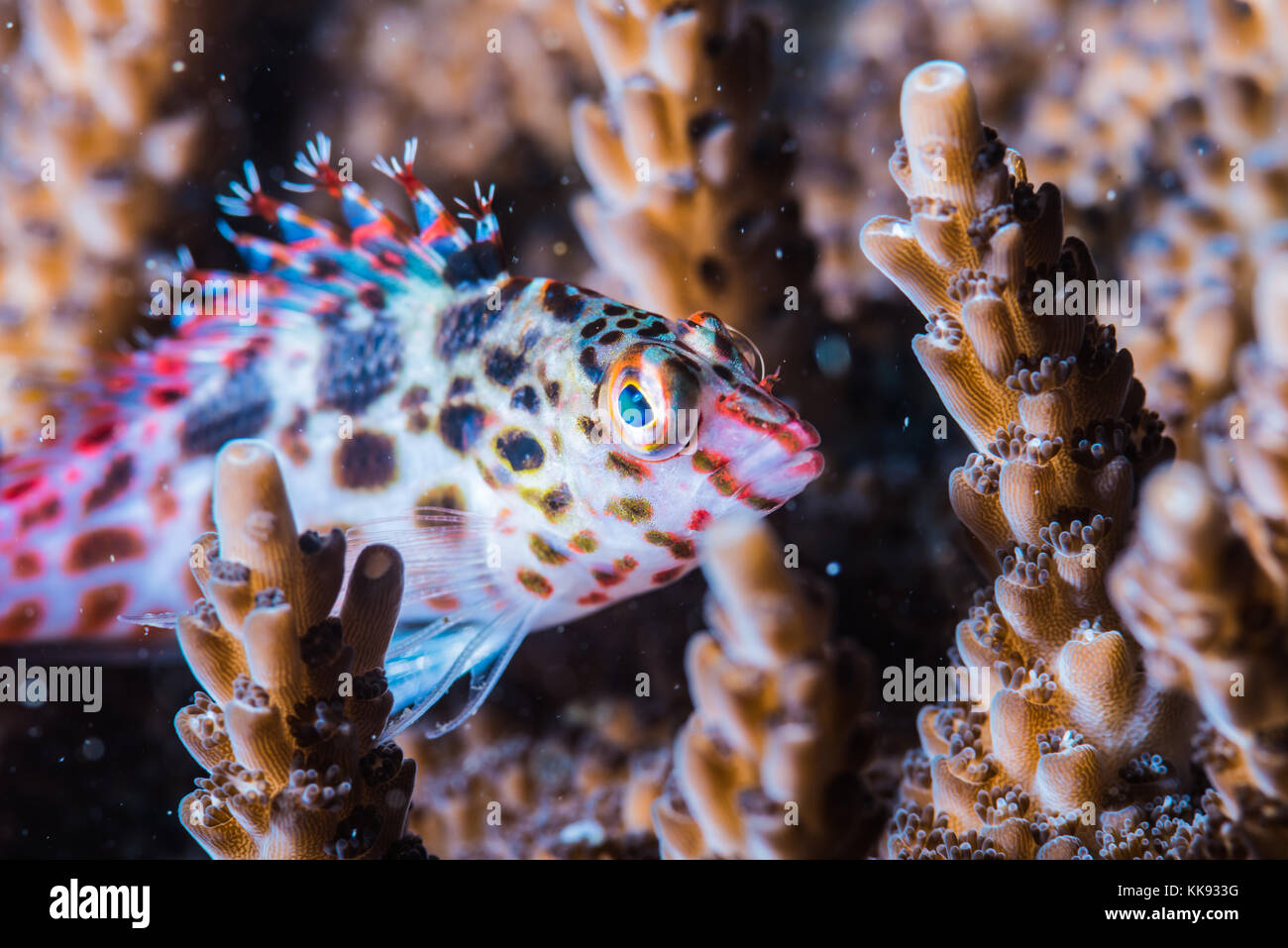 Young Spotted hawkfish, Cirrhitichthys aprinus (Cuvier, 1829) on a ...