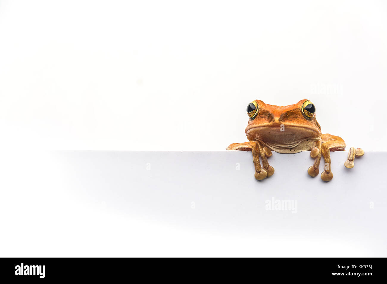frog isolated on white background Stock Photo - Alamy