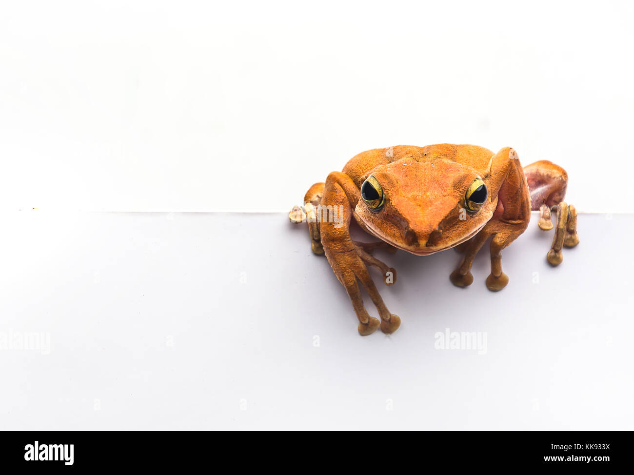 frog isolated on white background Stock Photo - Alamy