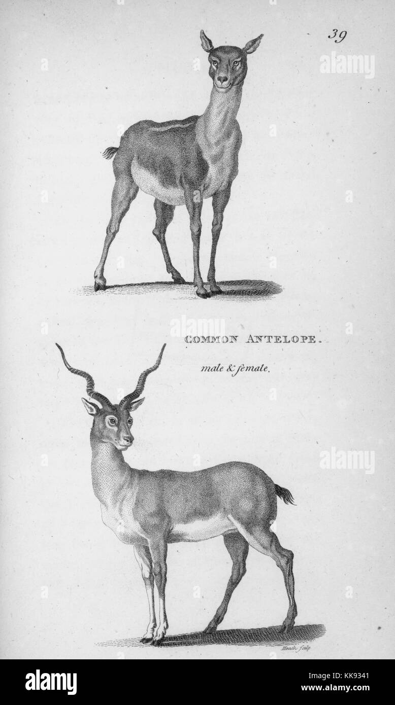 Human female bottom Black and White Stock Photos & Images - Alamy