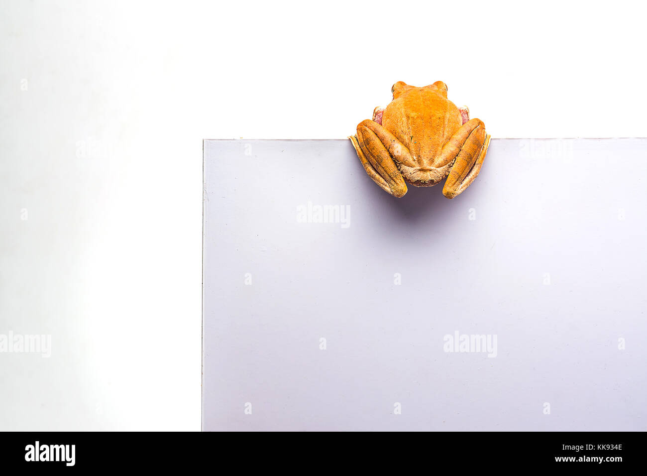 frog isolated on white background Stock Photo - Alamy