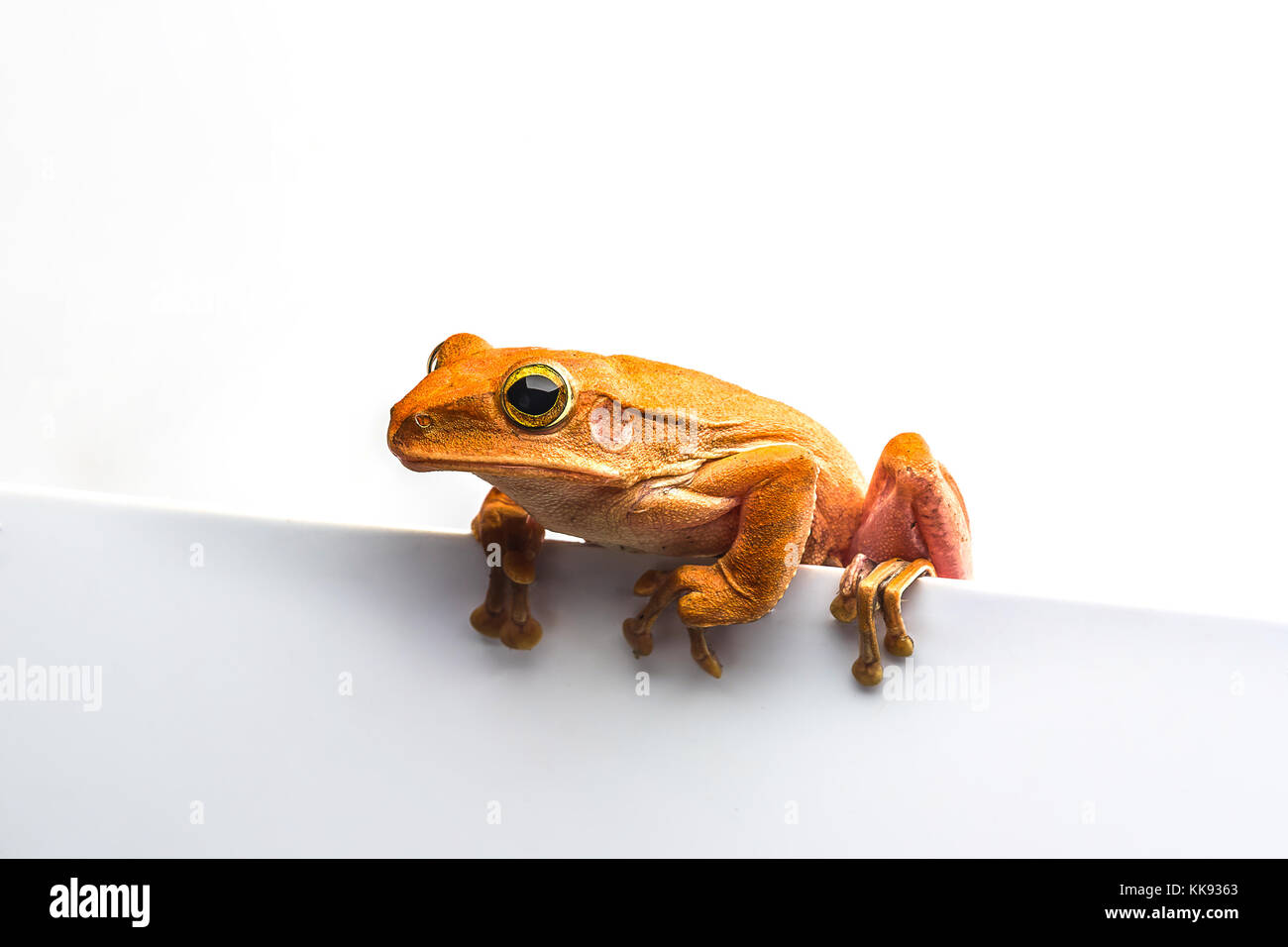 frog isolated on white background Stock Photo - Alamy