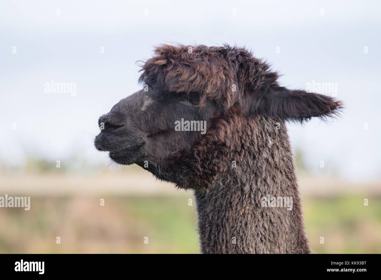close up head of brown ,black fur alpaca with blur background Stock ...