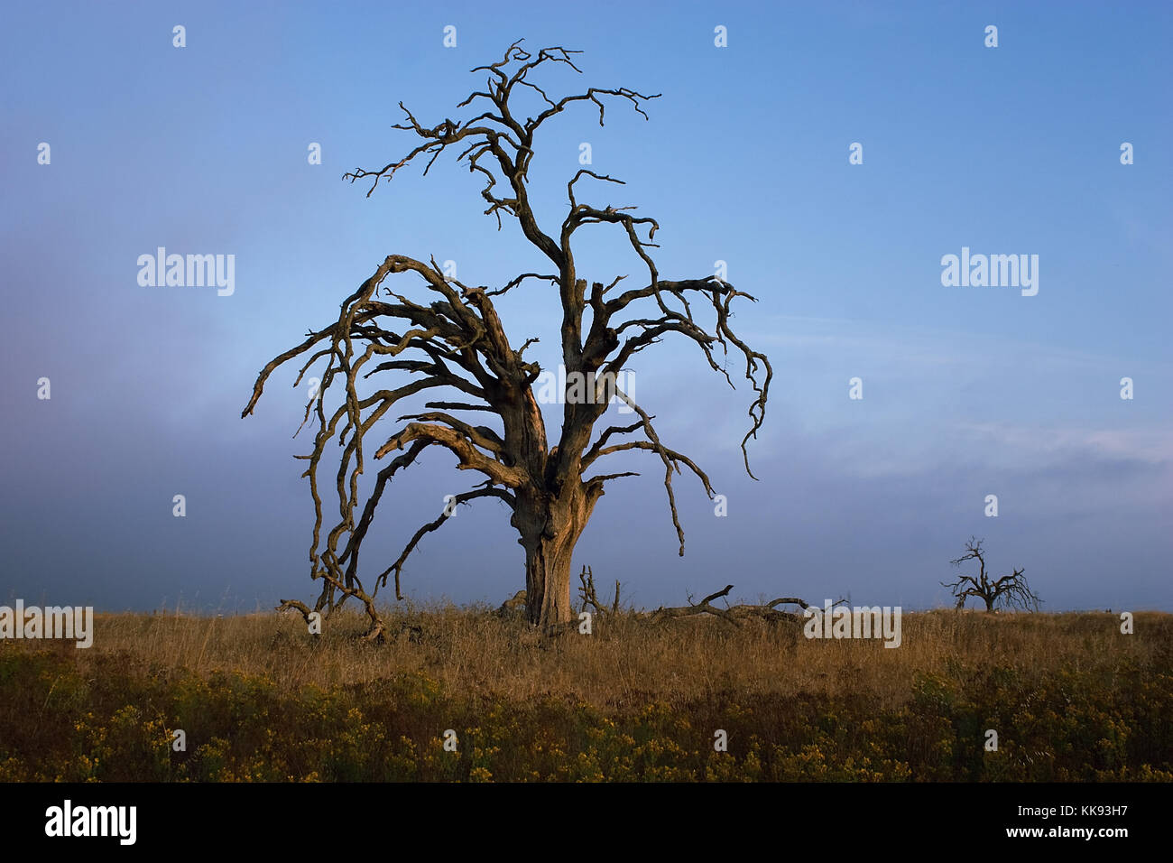 Dead oak tree hi-res stock photography and images - Alamy