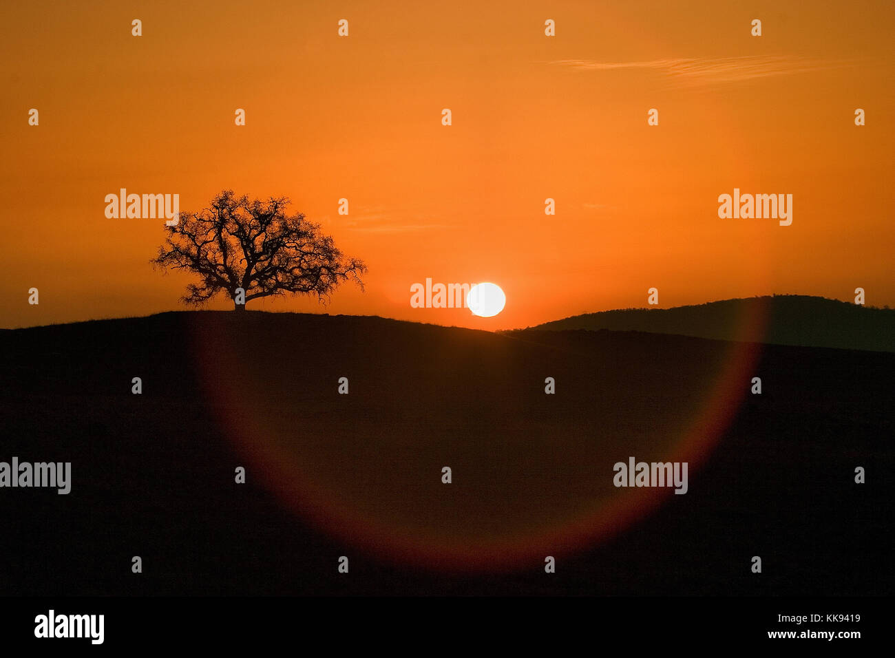 Oak Tree and Rising Sun Stock Photo - Alamy
