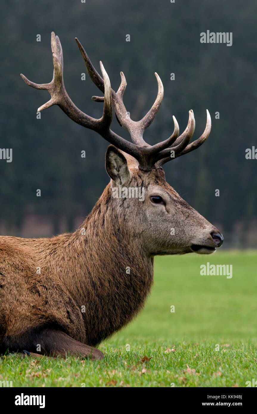 Red Deer Stag Stock Photo - Alamy