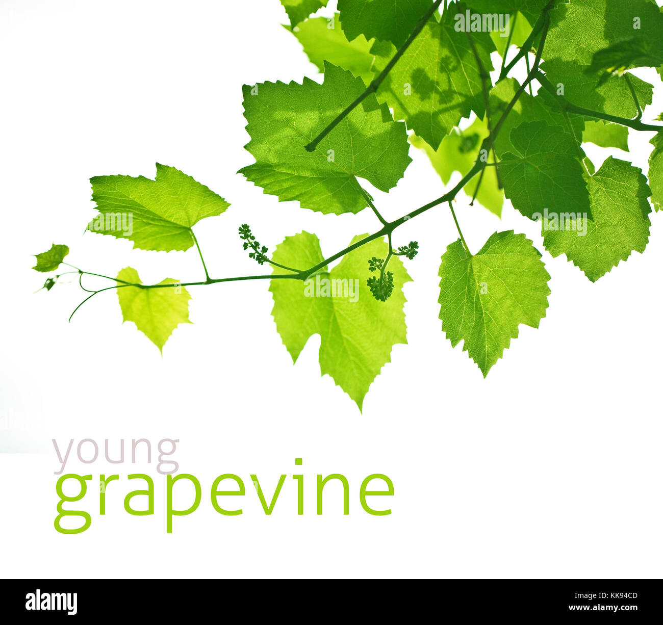 Beautiful background in the form of a young grapevine Stock Photo - Alamy